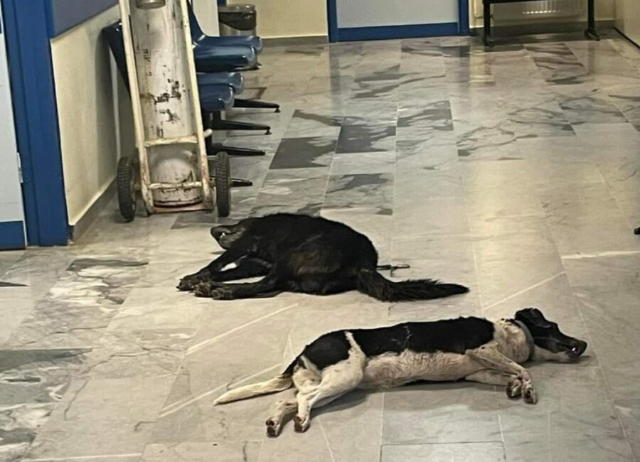 Ιταλοί ήρθαν για να βρουν τον παράδεισο και έζησαν την κόλαση ...